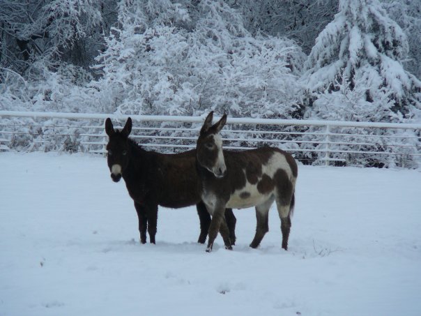 Building a Barn for a Cold Climate - Five Star Ranch